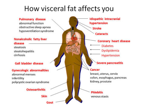 8 Strategies to Reduce Visceral Fat - Marsha Fenwick Nutrition